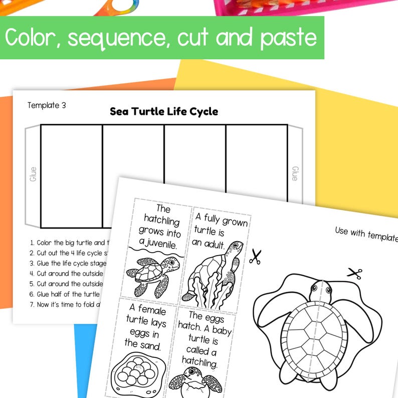 Life Cycle of a Sea Turtle Foldable Science Craft Activity for Kids ...