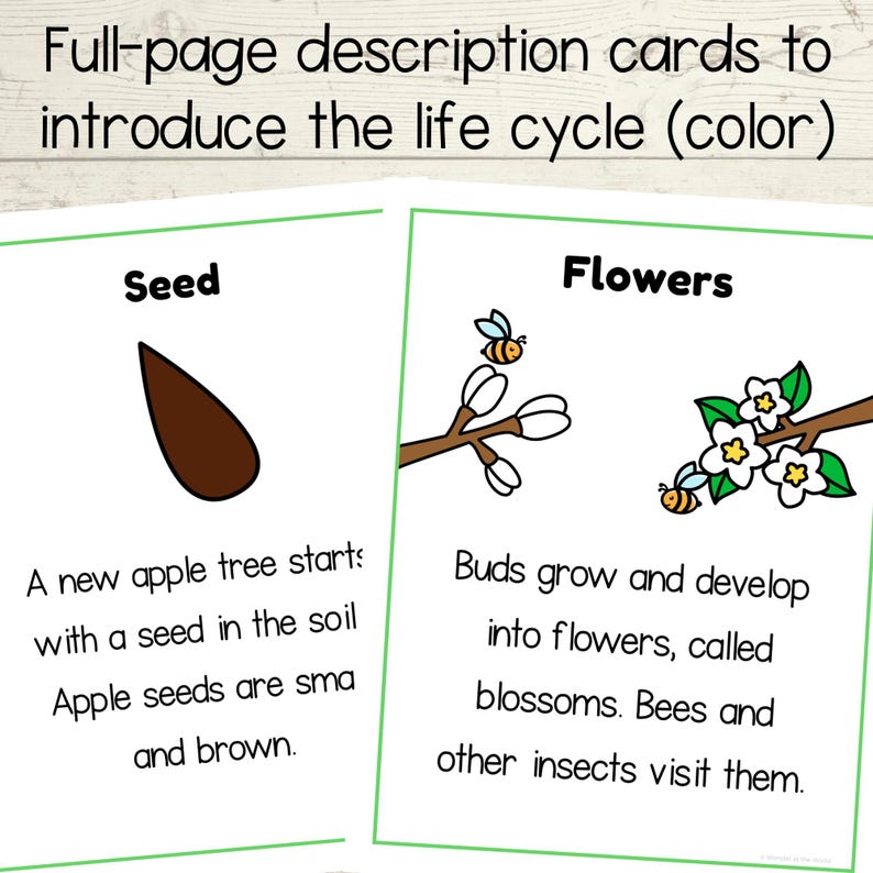 Life Cycle of an Apple Tree Spinner Wheel Sequencing Activity Fall ...