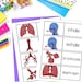 The Respiratory System Human Body Cut and Paste Sequencing Activity and ...