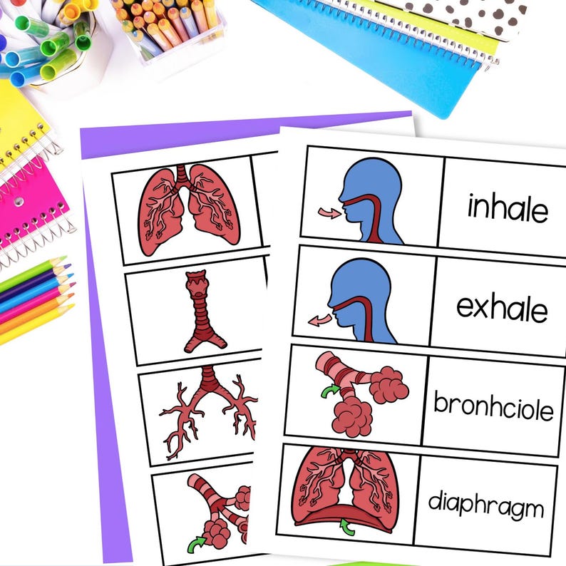 The Respiratory System Human Body Cut and Paste Sequencing Activity and ...