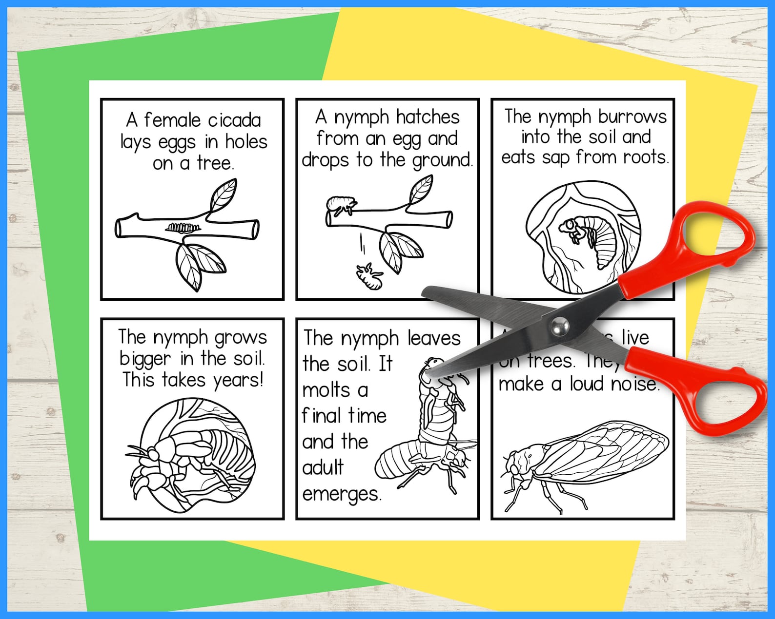 Life Cycle of a Cicada Foldable Sequencing Science Activity for Kids ...