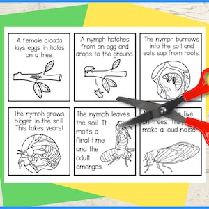 Life Cycle of a Cicada Foldable Sequencing Science Activity for Kids ...