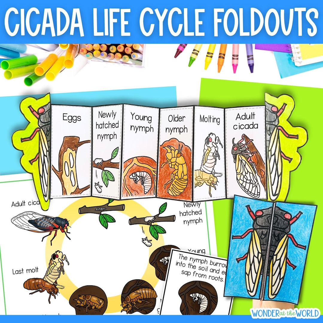 Life Cycle of a Cicada Foldable Sequencing Science Activity for Kids ...