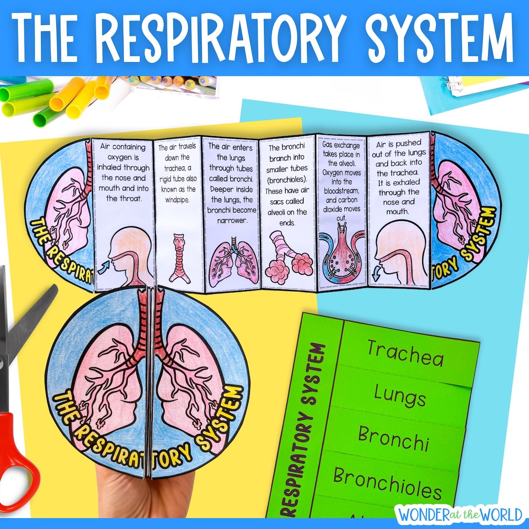 The Respiratory System Human Body Cut and Paste Sequencing Activity and ...