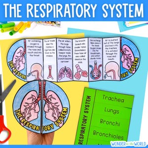 The Respiratory System Human Body Cut and Paste Sequencing Activity and ...