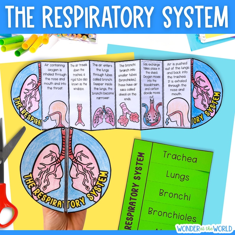 The Respiratory System Human Body Cut and Paste Sequencing Activity and ...