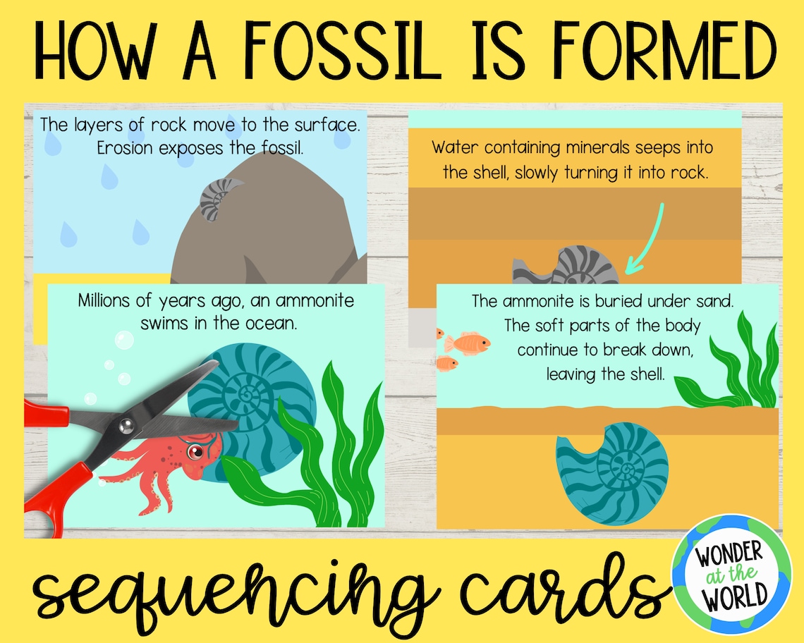 How a Fossil is Formed Printable Sequencing Activity for Kids | A4 and 8.5x11 Inch | Digital ...