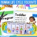 Human Life Cycle Sequence and Fold Activity for Kids | Printable US ...