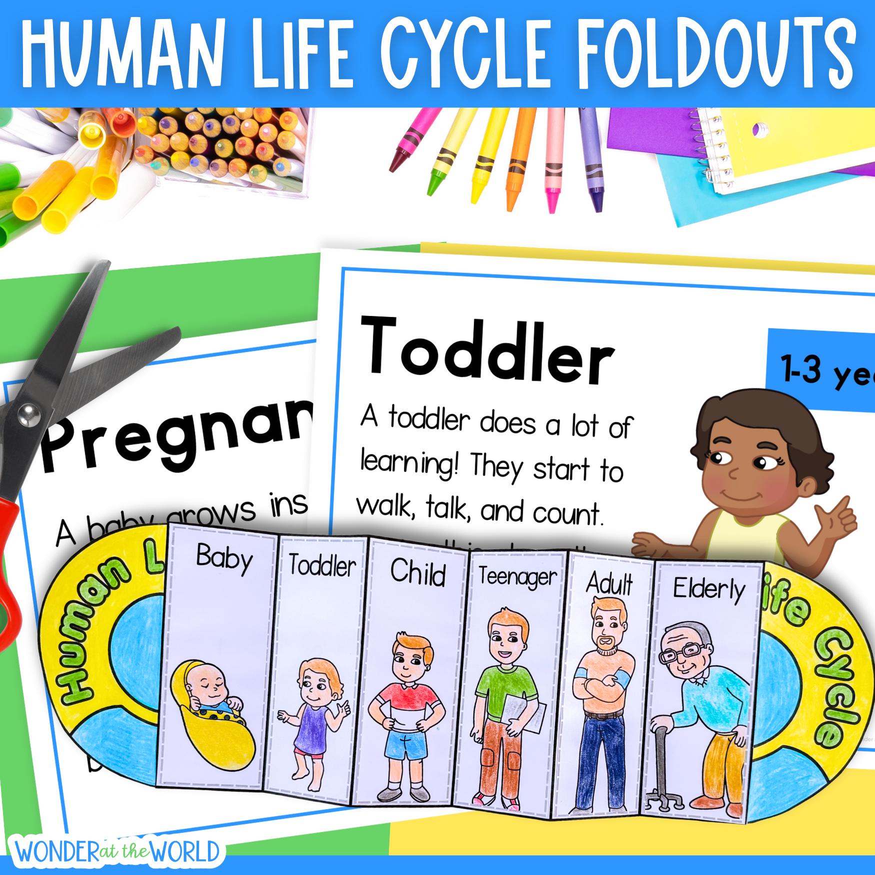 Stages Of Human Growth For Kids