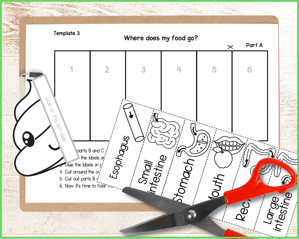The Digestive System Foldable Kids' Activity A4 and | Etsy