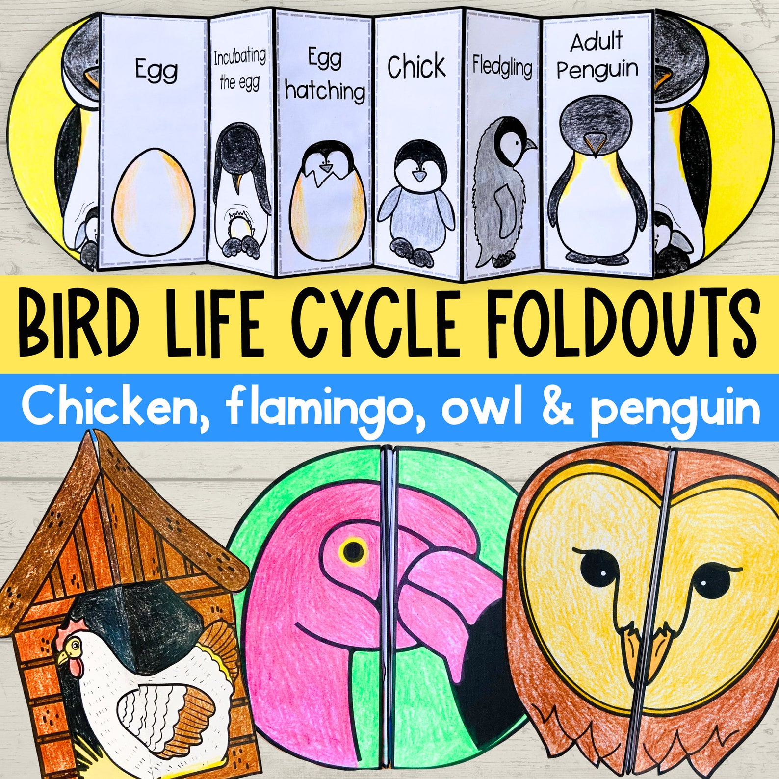 Bird Life Cycles Foldable Science Craft Activities for Owl, Chicken ...