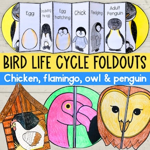 Bird Life Cycles Foldable Science Craft Activities for Owl, Chicken ...