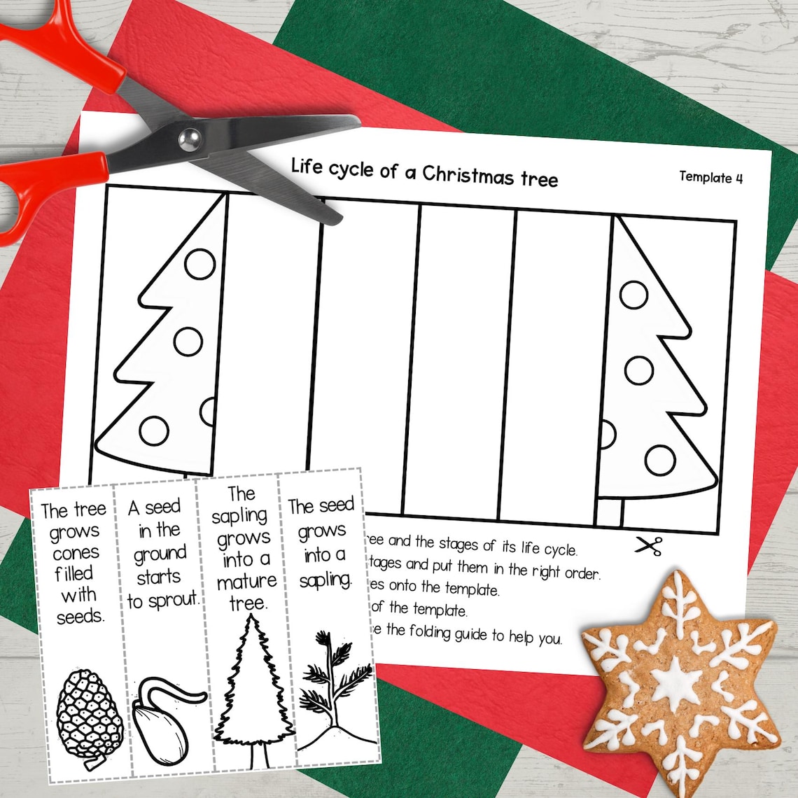 Life Cycle of a Christmas Tree Foldable Kids' Craft | A4 and 11x8.5 ...