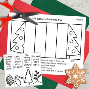 Life Cycle of a Christmas Tree Foldable Kids' Craft | A4 and 11x8.5 ...