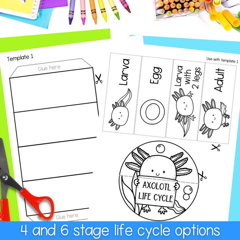Life Cycle of an Axolotl Cut and Paste Foldout Science Activity and ...
