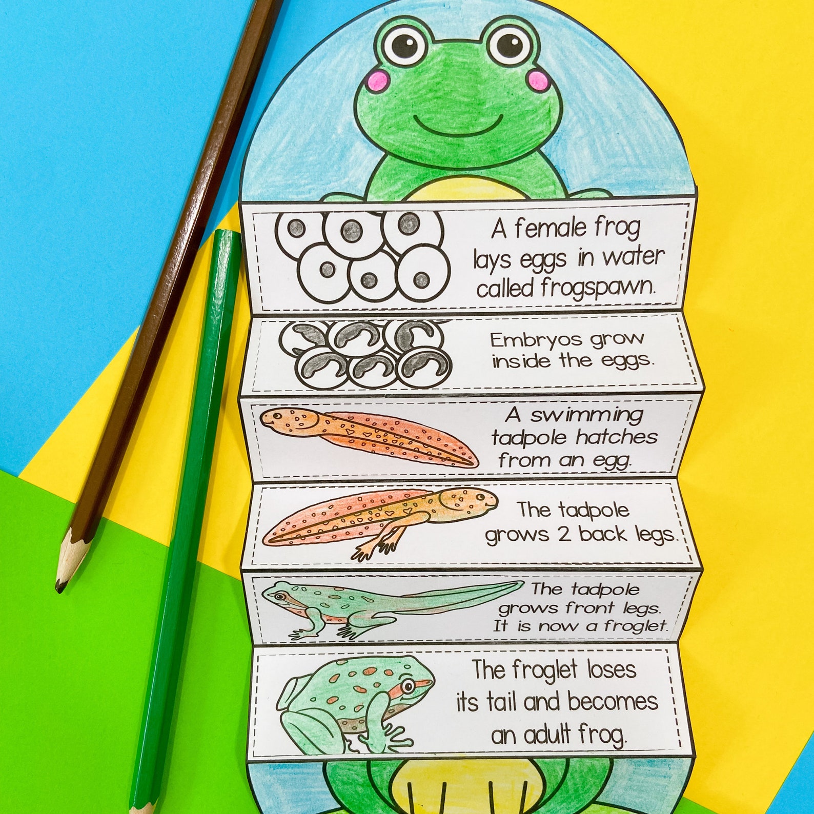 Life Cycle of a Frog Foldable Kids' Craft A4 and 11x8.5 Inch Printables ...
