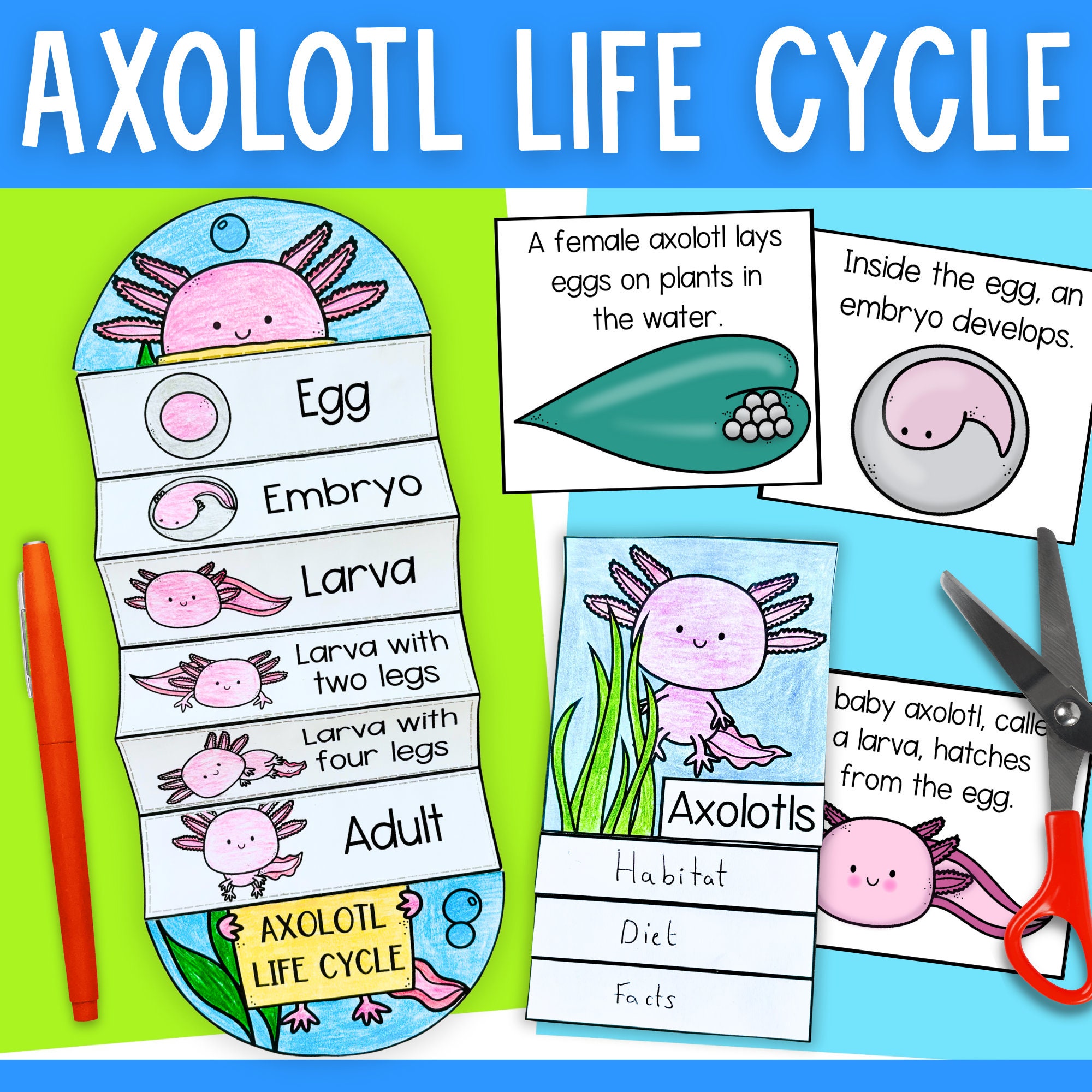 Life Cycle of an Axolotl Cut and Paste Foldout Science Activity and ...