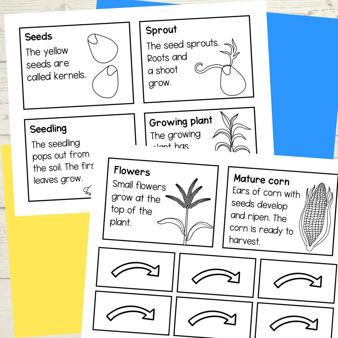 Life Cycle of a Corn Maize Plant Foldable Sequencing Activity for Kids ...