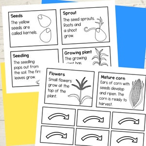 Life Cycle of a Corn Maize Plant Foldable Sequencing Activity for Kids ...