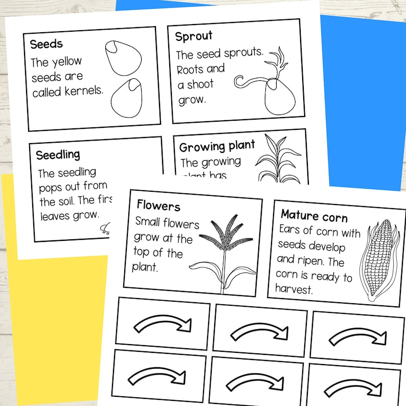Life Cycle of a Corn Maize Plant Foldable Sequencing Activity for Kids ...