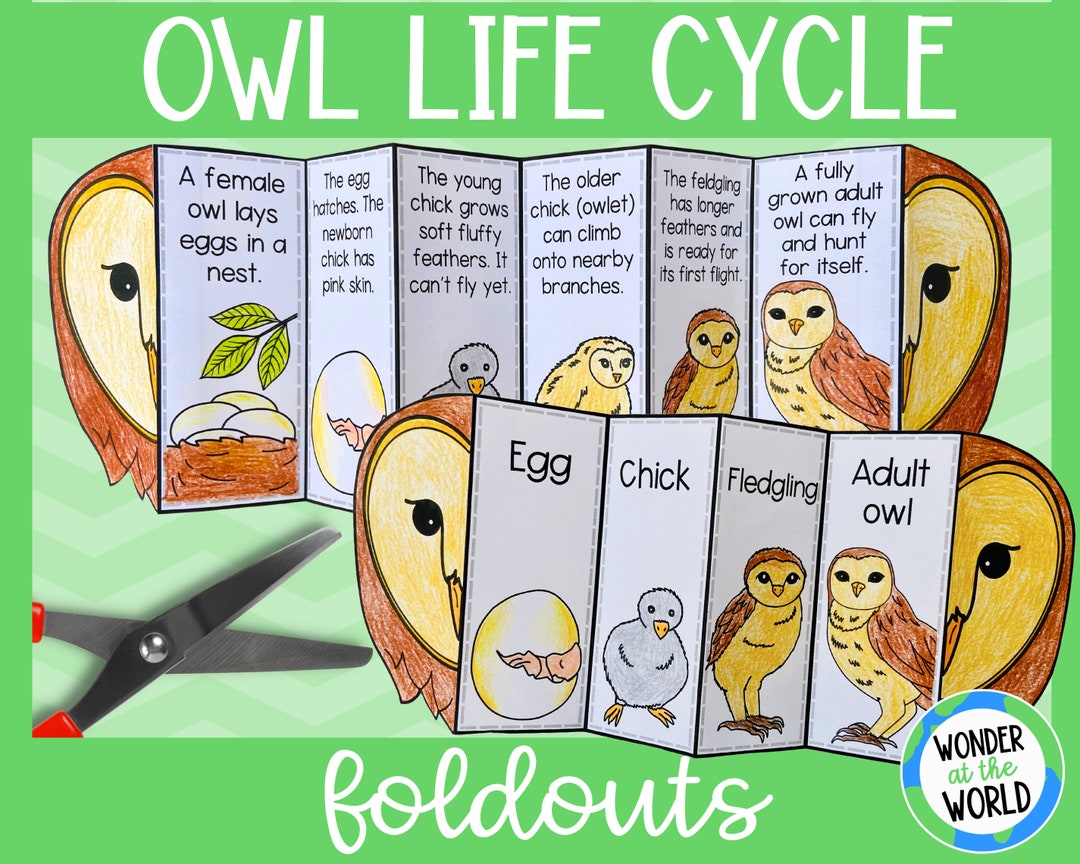 Life Cycle of an Owl Foldable Kids' Science Craft Printable PDF | A4 ...