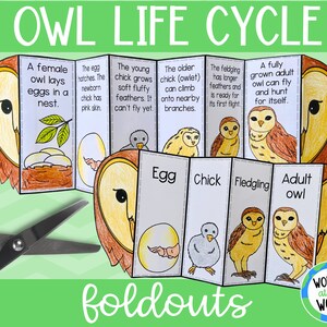 Life Cycle of an Owl Foldable Kids' Science Craft Printable PDF | A4 ...