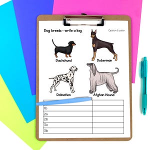 Dichotomous Keys Activities Worksheets for Elementary or Primary ...