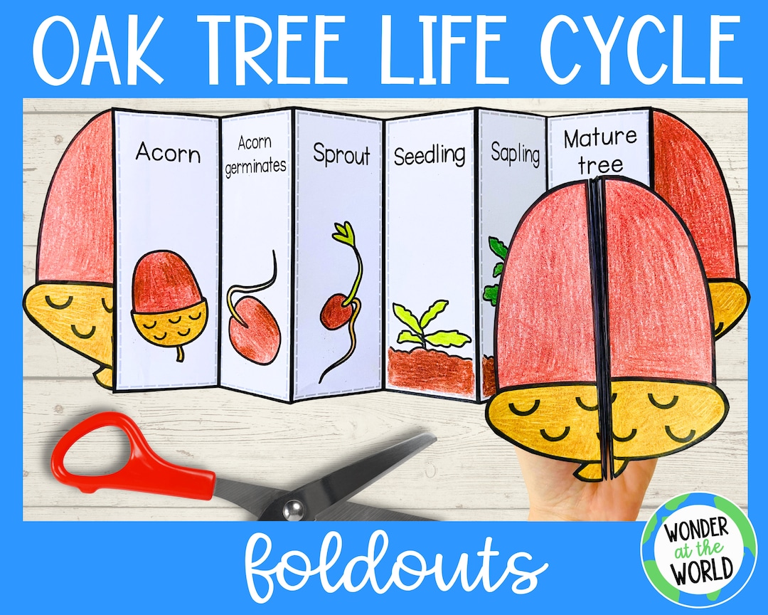 Oak Tree Life Cycle Acorn Foldable Science Foldout Craft A4 and US ...
