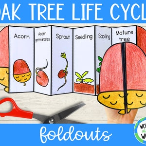 Oak Tree Life Cycle Acorn Foldable Science Foldout Craft A4 and US ...