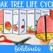 Oak Tree Life Cycle Acorn Foldable Science Foldout Craft A4 - Etsy UK