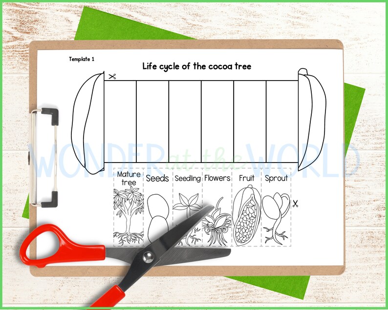 Life Cycle of a Cocoa Bean Tree Foldable Activity and - Etsy