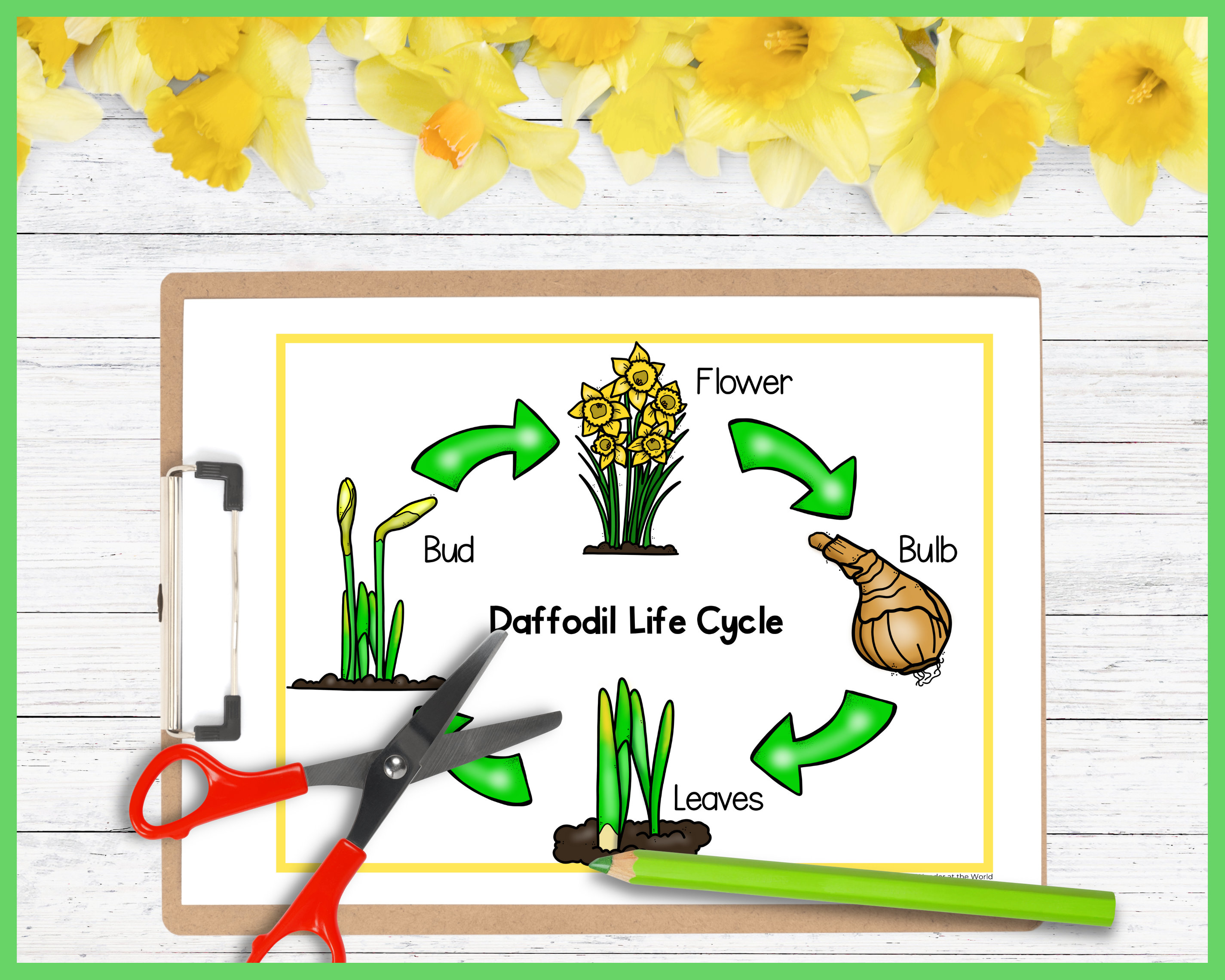Life Cycle of a Daffodil Flower Foldable Kids' Craft | A4 and 11x8.5 ...