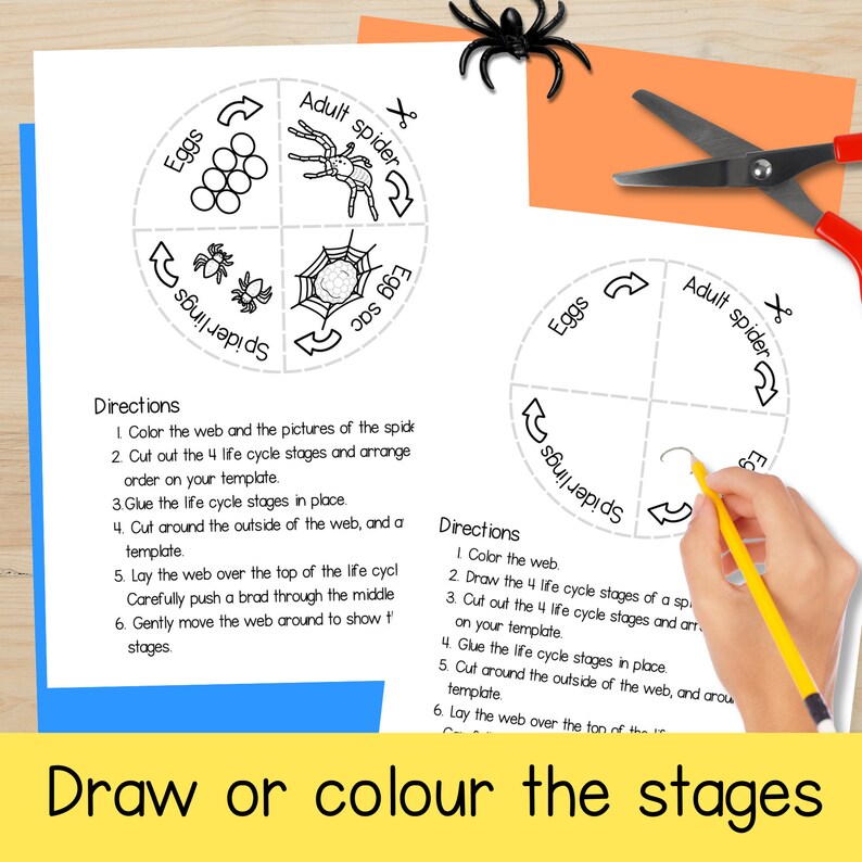 Life Cycle of a Spider Spinner Wheel Science Craft Cut and Paste ...
