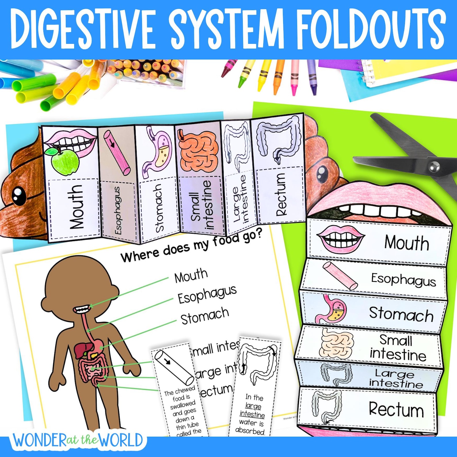 Human Body Digestive System Foldable Sequencing Activities for Kids ...
