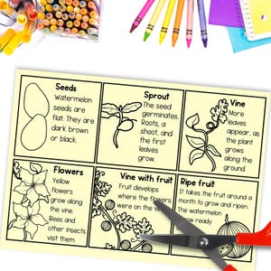 Life Cycle of a Watermelon Plant Sequence and Fold Kids' Craft | A4 and ...