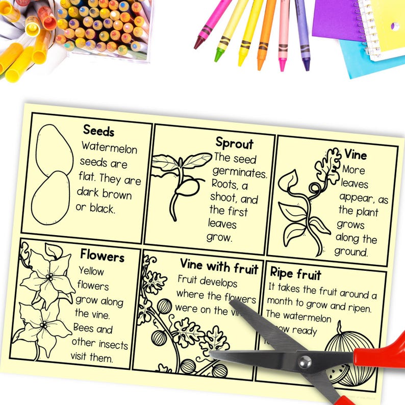 Life Cycle of a Watermelon Plant Sequence and Fold Kids' Craft | A4 and ...