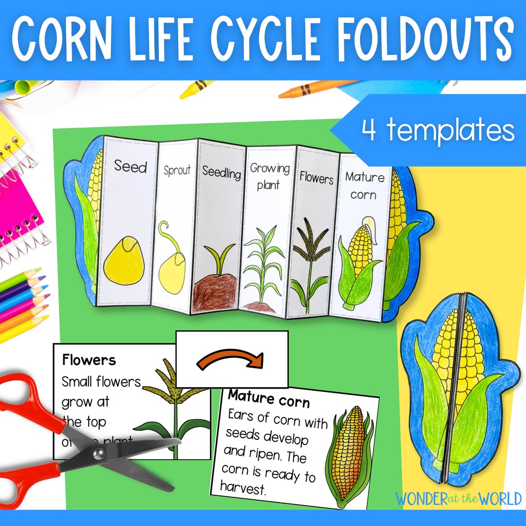 Life Cycle of a Corn Maize Plant Foldable Sequencing Activity for Kids ...