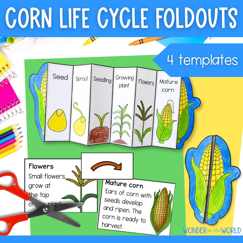 Life Cycle of a Corn Maize Plant Foldable Sequencing Activity for Kids ...