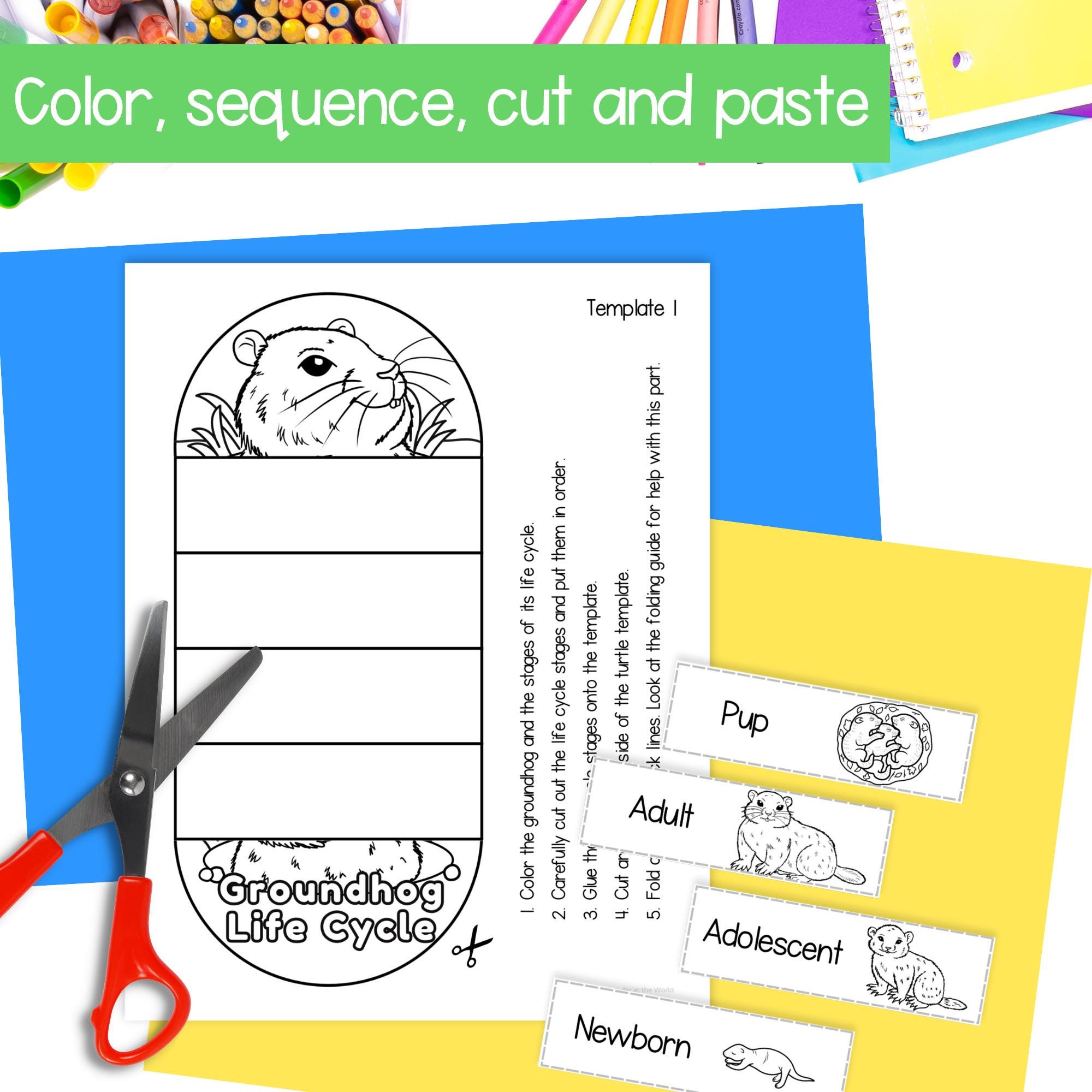 Groundhog Life Cycle Foldable Sequencing Activity Cut and Paste ...