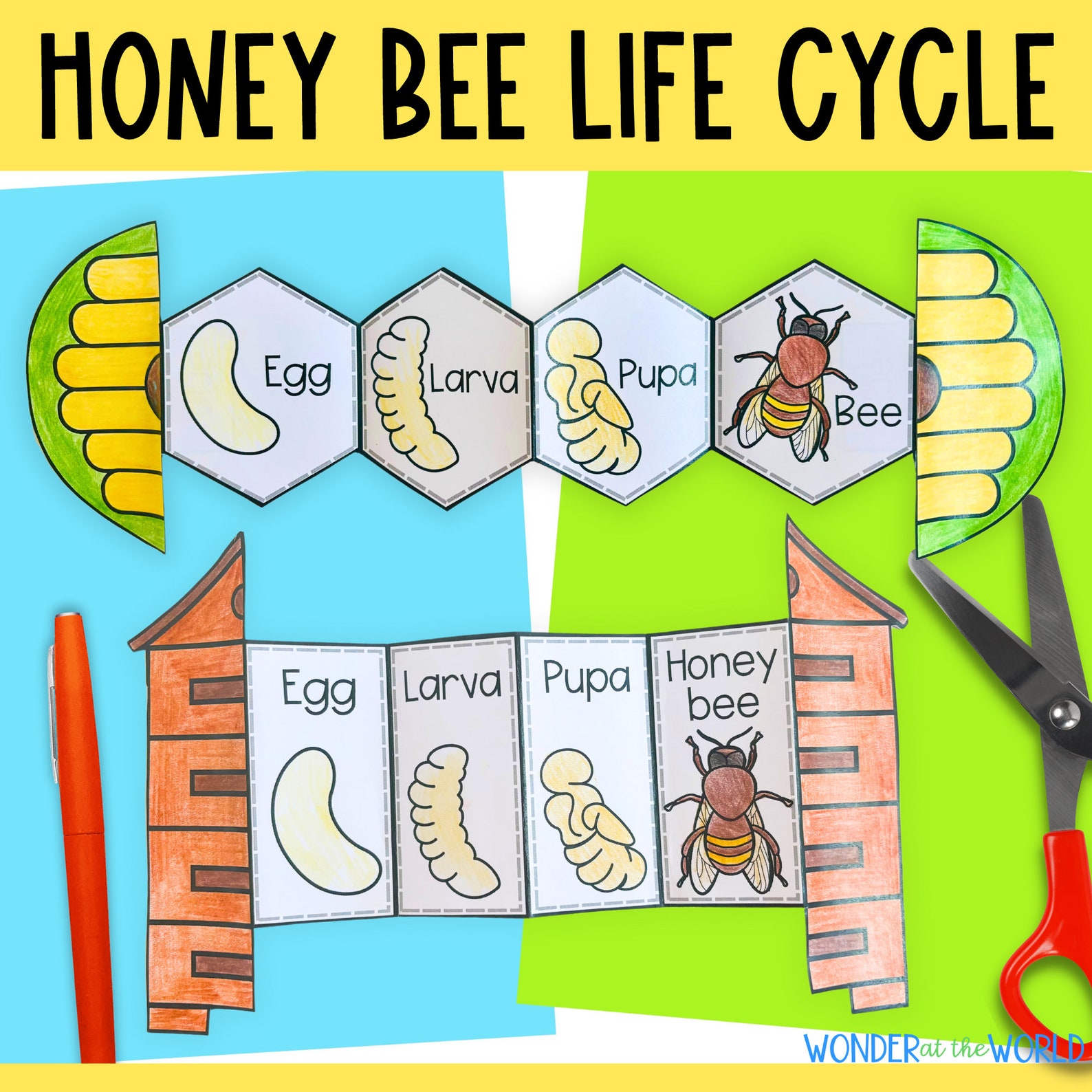 Life Cycle of Honey Bee Foldable Kids' Science Craft A4 and 11x8.5 Inch ...