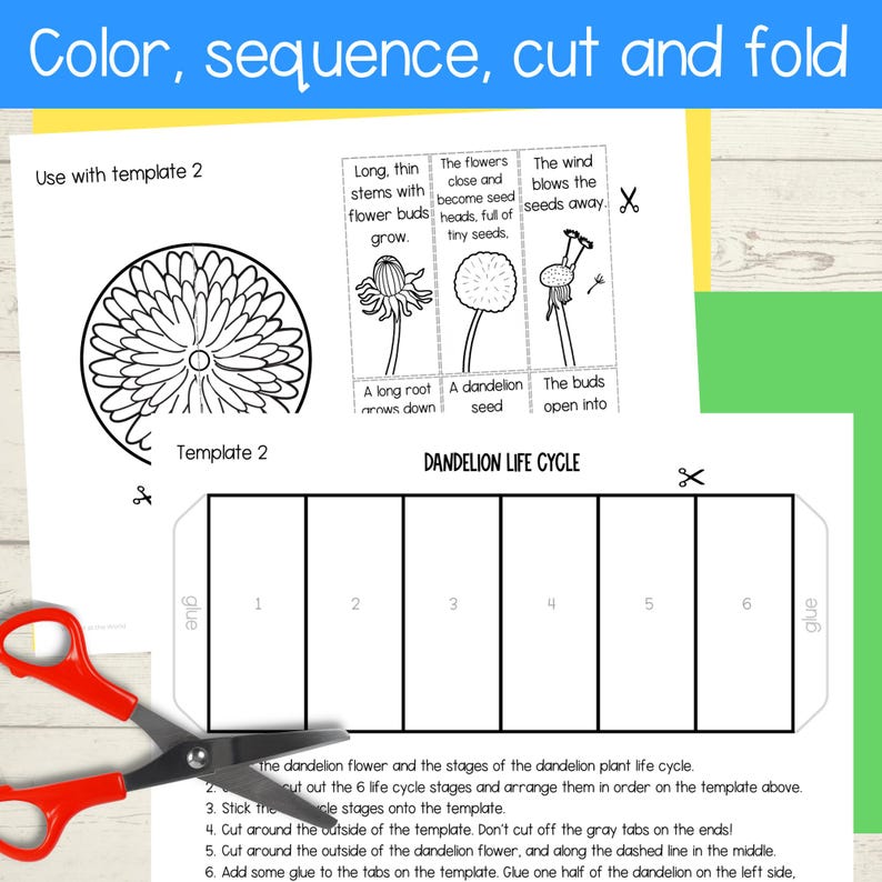 Life Cycle of a Dandelion Flower Plant Foldable Sequencing Activity ...