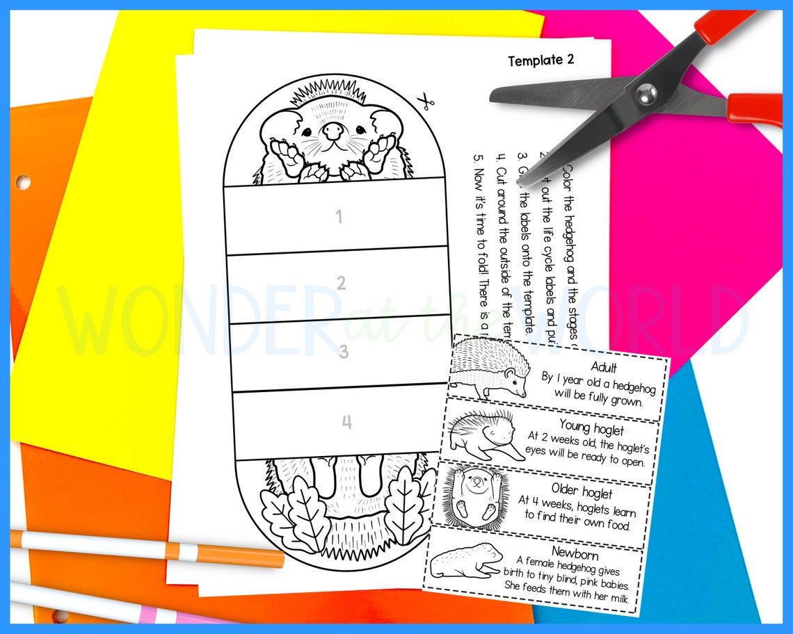 Hedgehog Life Cycle Foldable Activity for Kids 8.5x11 Inch and A4 ...