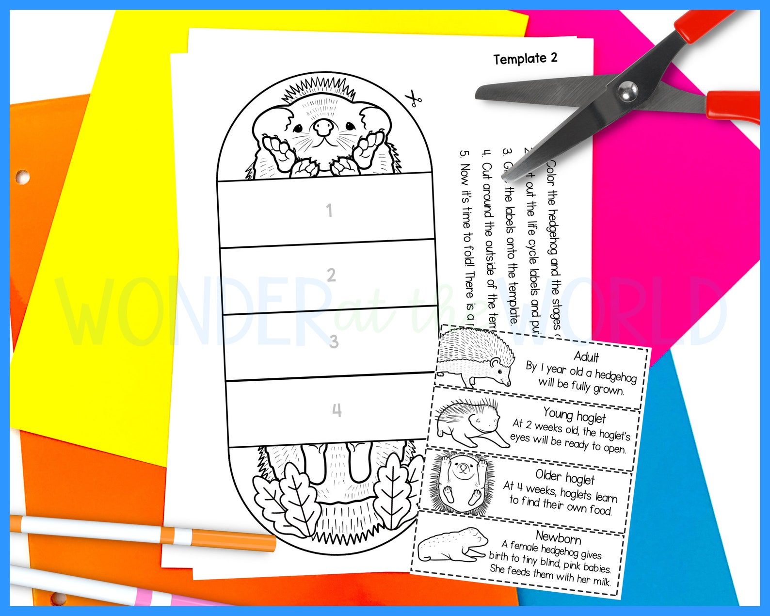 Hedgehog Life Cycle Foldable Activity for Kids 8.5x11 Inch and A4 ...