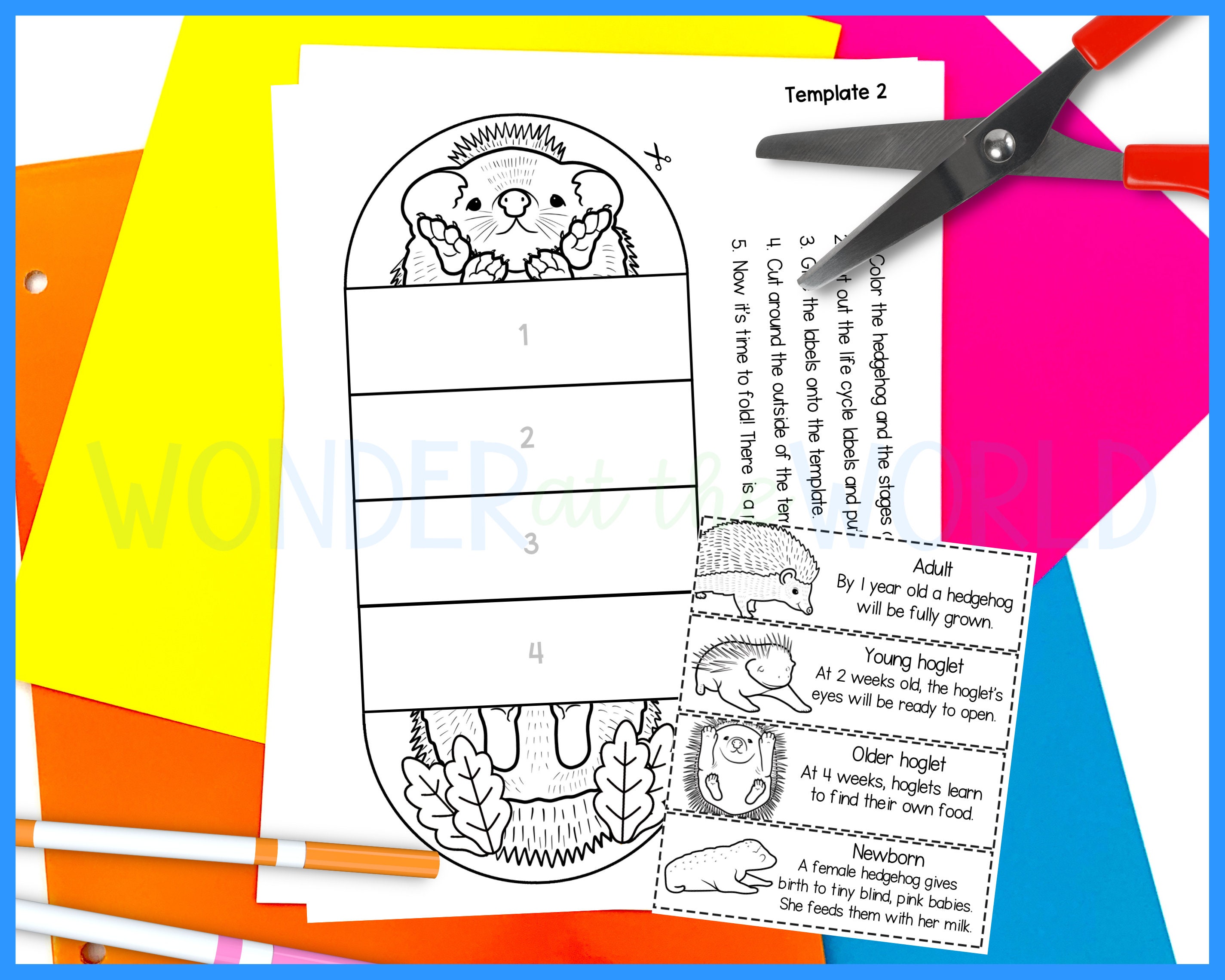 Hedgehog Life Cycle Foldable Activity for Kids 8.5x11 Inch and A4 ...