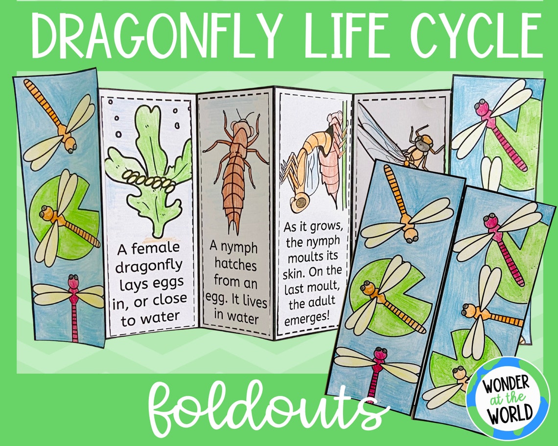 Life Cycle of a Dragonfly Foldout Kids' Craft A4 and | Etsy