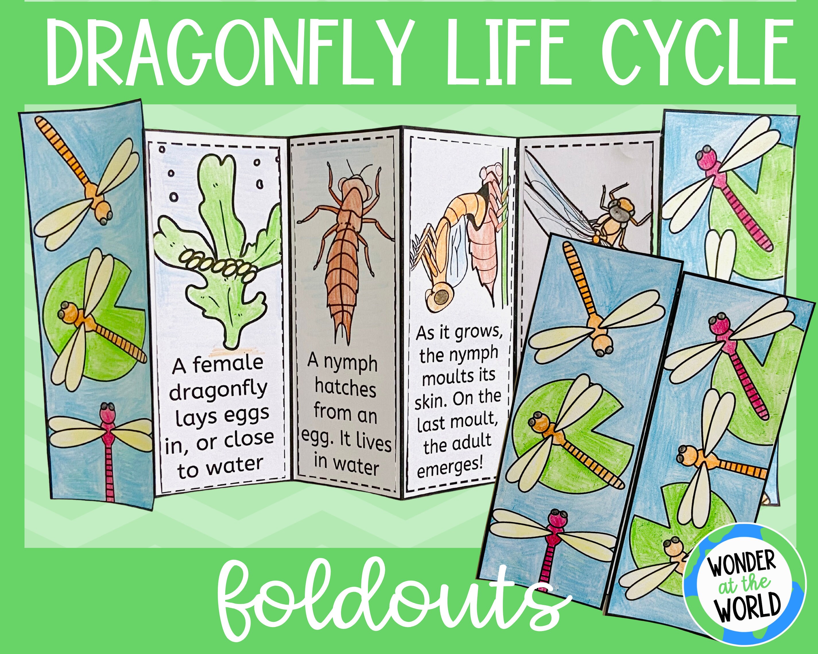 Life Cycle of a Dragonfly Foldout Kids' Craft A4 and | Etsy
