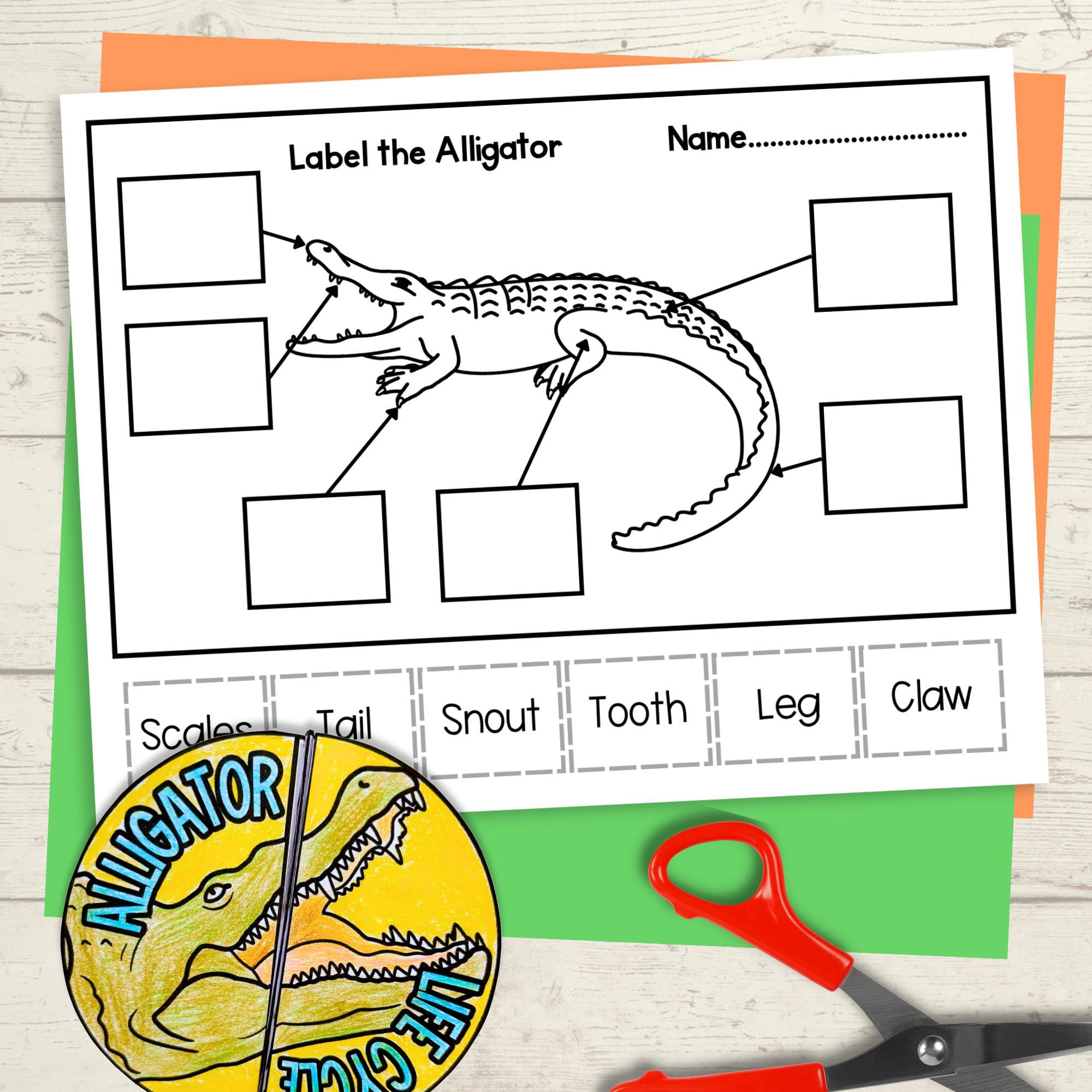 Life Cycle of an Alligator Foldable Sequencing Activity Printable PDF ...