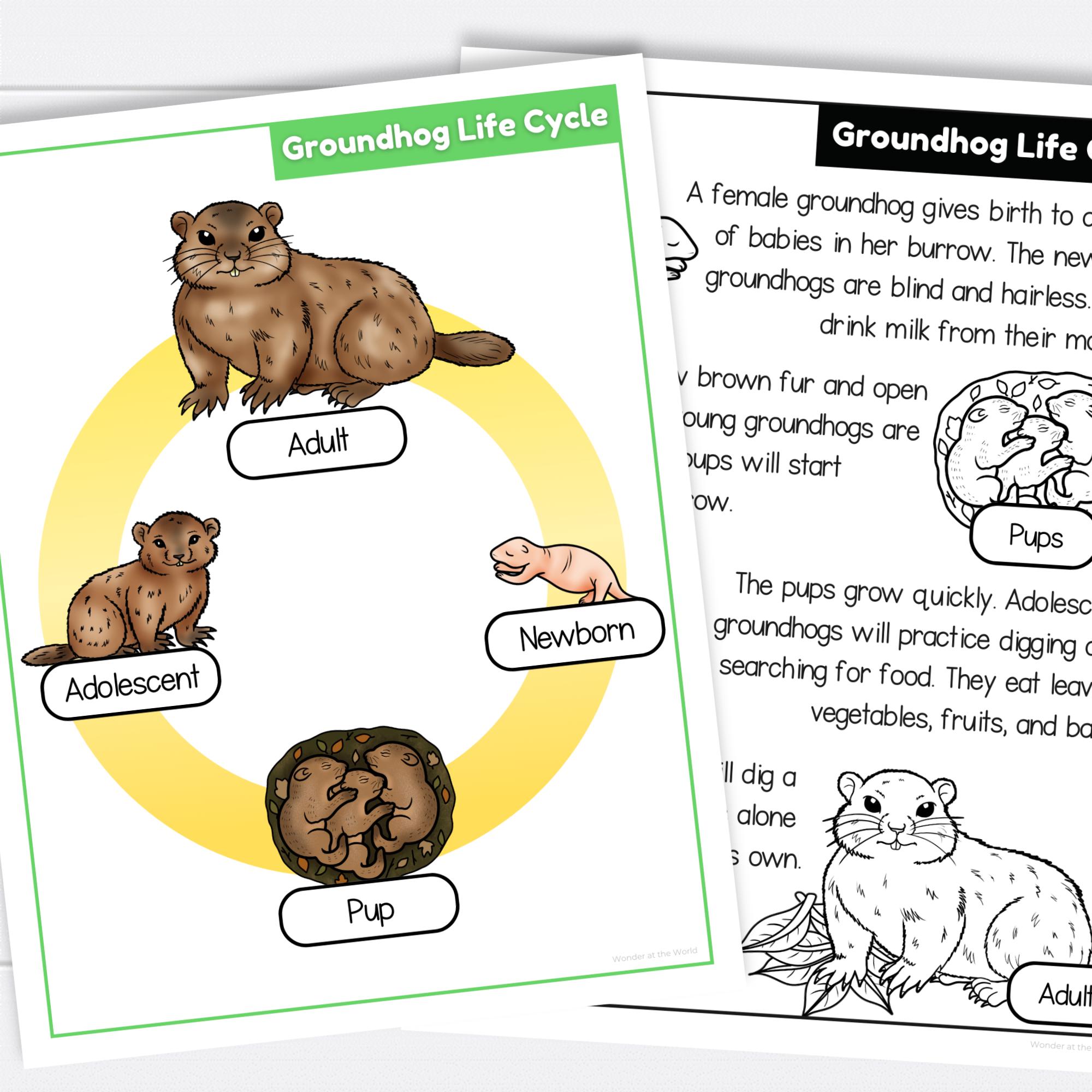 Groundhog Life Cycle Foldable Sequencing Activity Cut and Paste ...