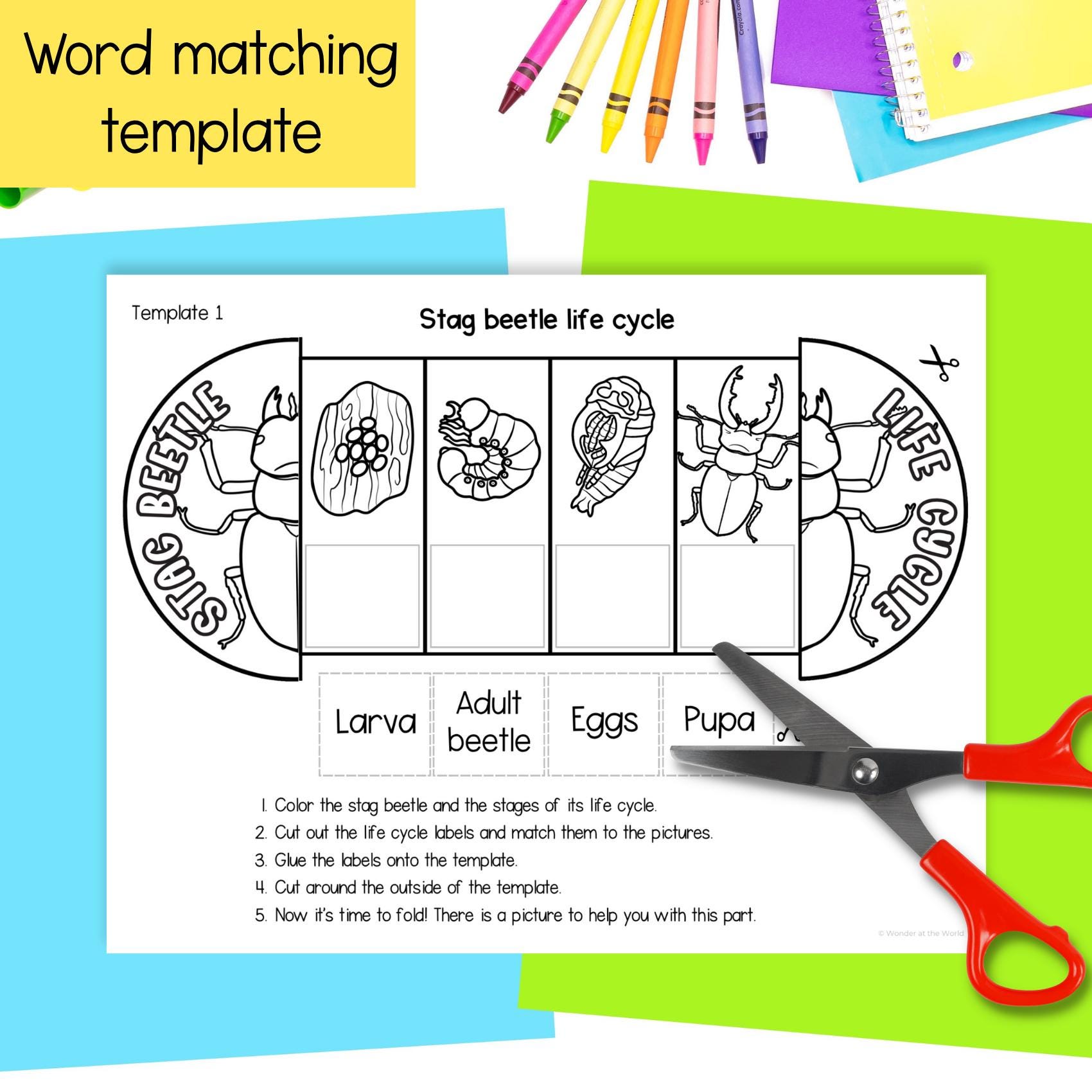 Life Cycle of a Stag Beetle Insect Foldable Sequencing Activity ...