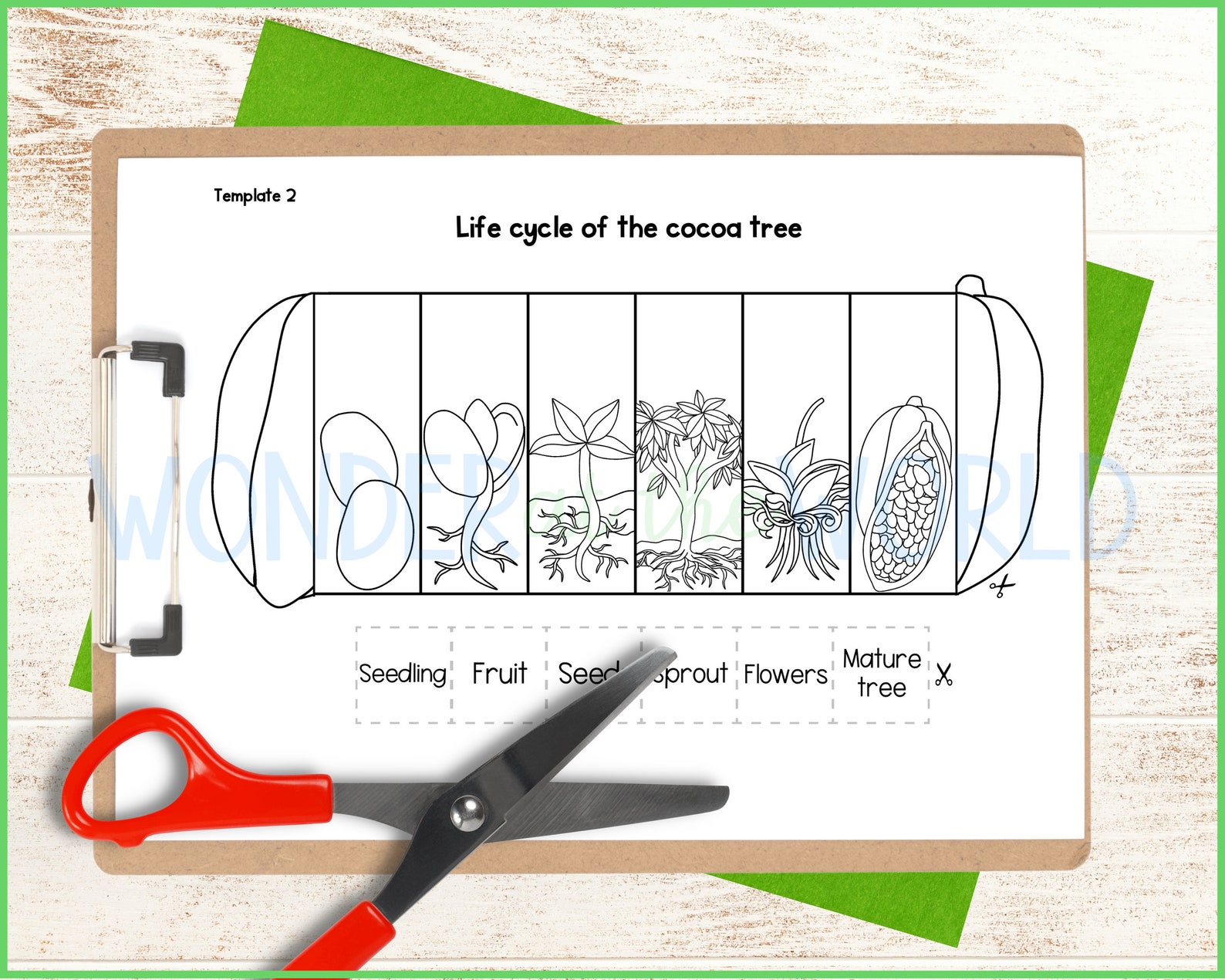 Life Cycle of a Cocoa Bean Tree Foldable Activity and - Etsy